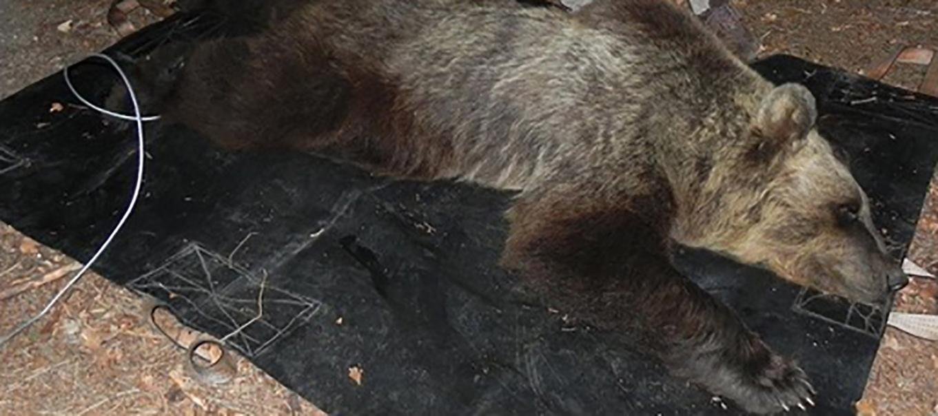 Usmrtili mladega medveda, ker naj bi bil nevaren za ljudi (rad se je ...