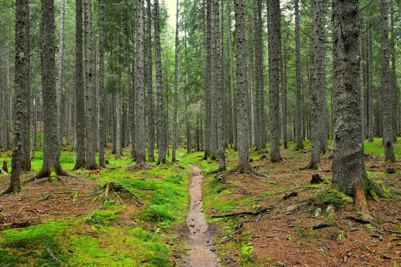 Bomo zaradi nespametnega ravnanja v Sloveniji kmalu izgubili ogrožene ...