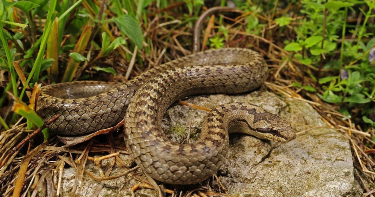Bomo zaradi nespametnega ravnanja v Sloveniji kmalu izgubili ogrožene ...