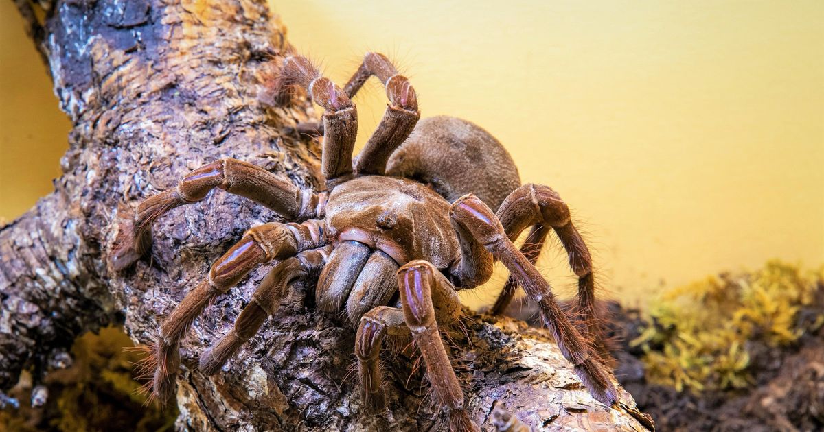 V Sloveniji na ogled največji pajek in najbolj strupen škorpijon na ...
