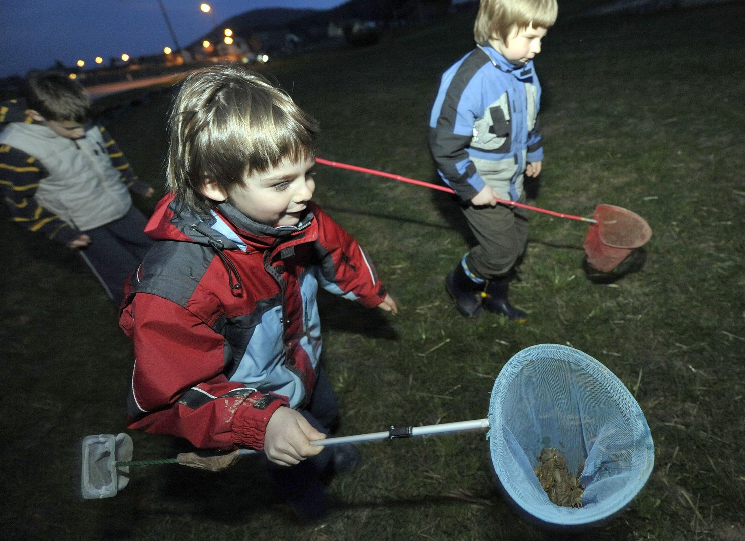 Preverite, kje morate voziti previdno: žabe na cesti! - Metropolitan.si