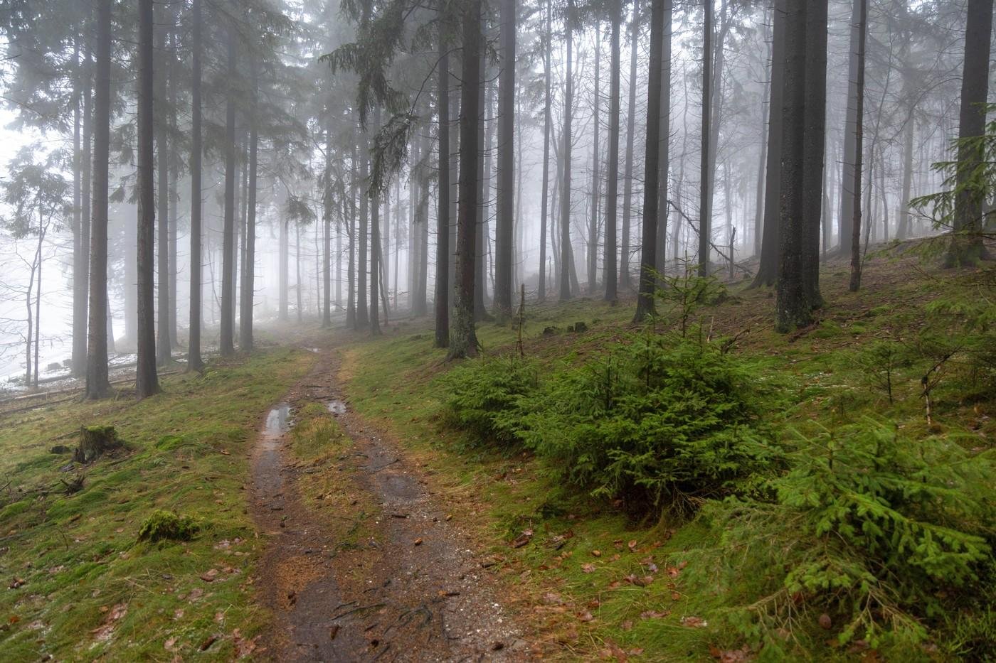 Ste lastnik gozda? Potem je dobro, da to veste - Metropolitan.si