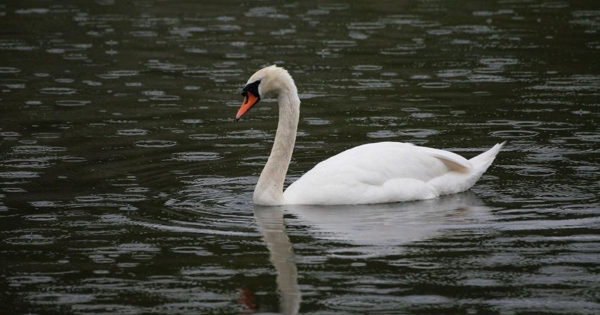 Zadnji dnevi februarja v znamenju padavin, mnogi bodo imeli težave z ...