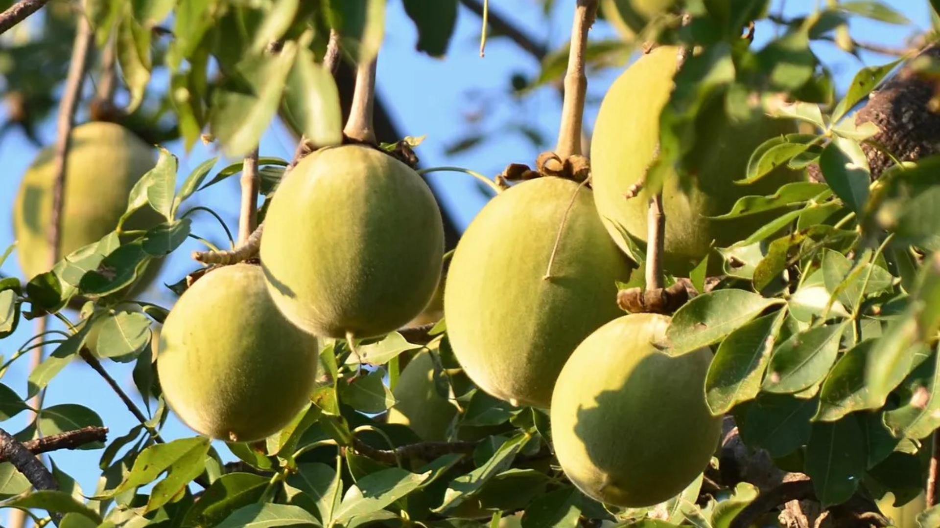 Sadje z drevesa, odpornega proti nevihtam, ki bi lahko pomagalo v boju ...