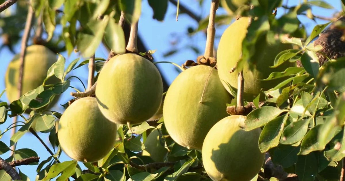 Sadje z drevesa, odpornega proti nevihtam, ki bi lahko pomagalo v boju proti lakoti po svetu (ga ...