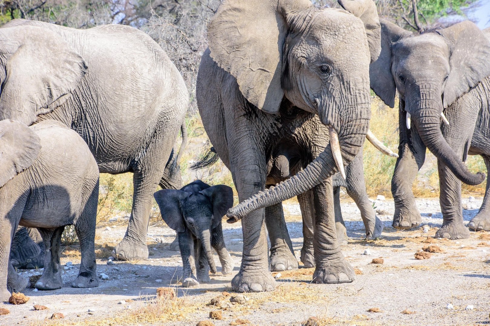 Sloni žalujejo in pokopljejo svoje mladičke v posebnem ritualu (ki ...