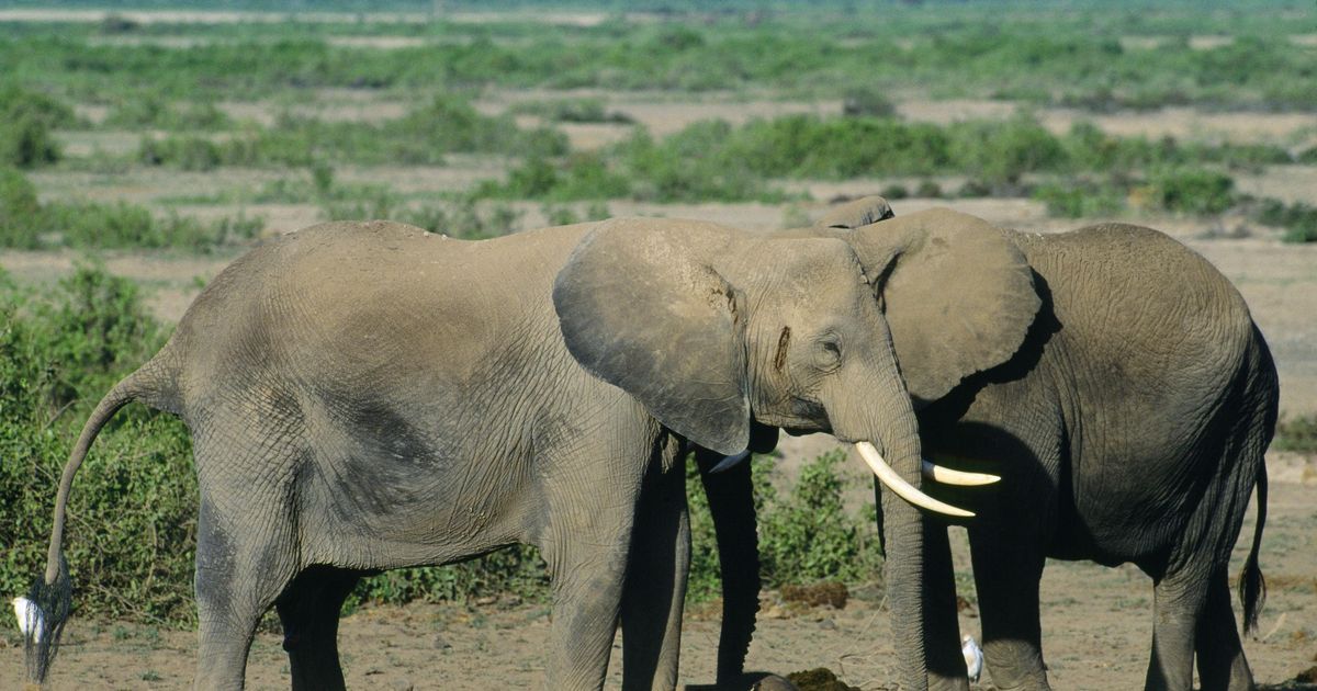 Sloni žalujejo in pokopljejo svoje mladičke v posebnem ritualu (ki ...