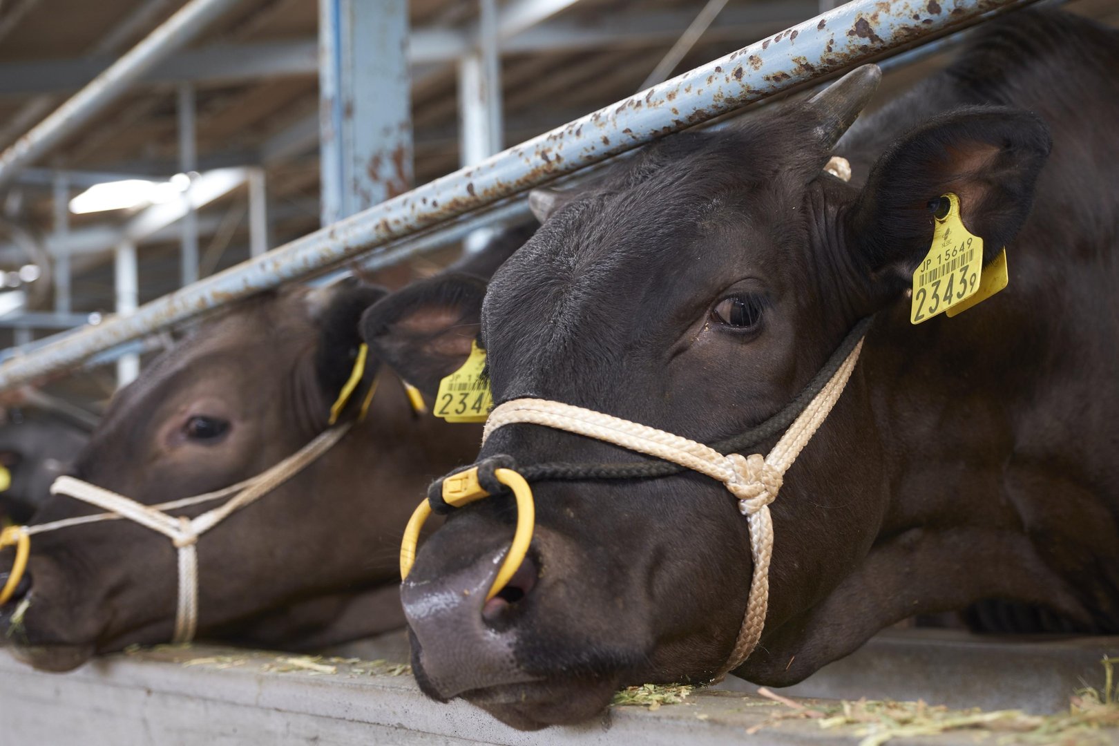 Najdražje meso na svetu: za kilogram boste odšteli okoli 6 tisoč evrov ...