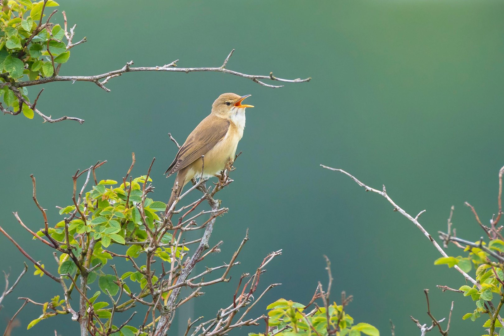 Ali veste, kakšno vlogo ima petje ptic? - Živali - Metropolitan.si