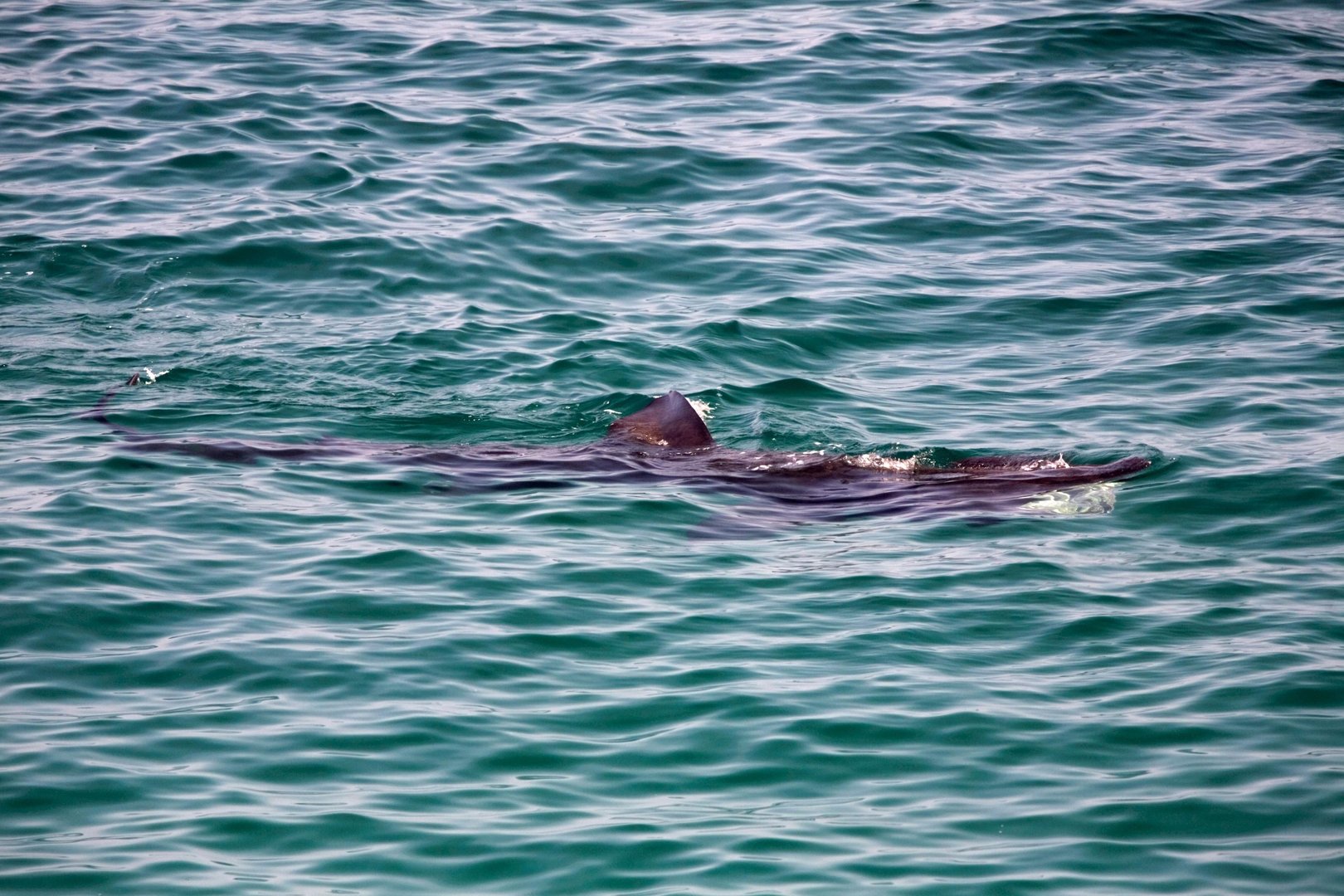 V Jadranskem morju opazili 8-metrskega orjaškega morskega psa (FOTO ...