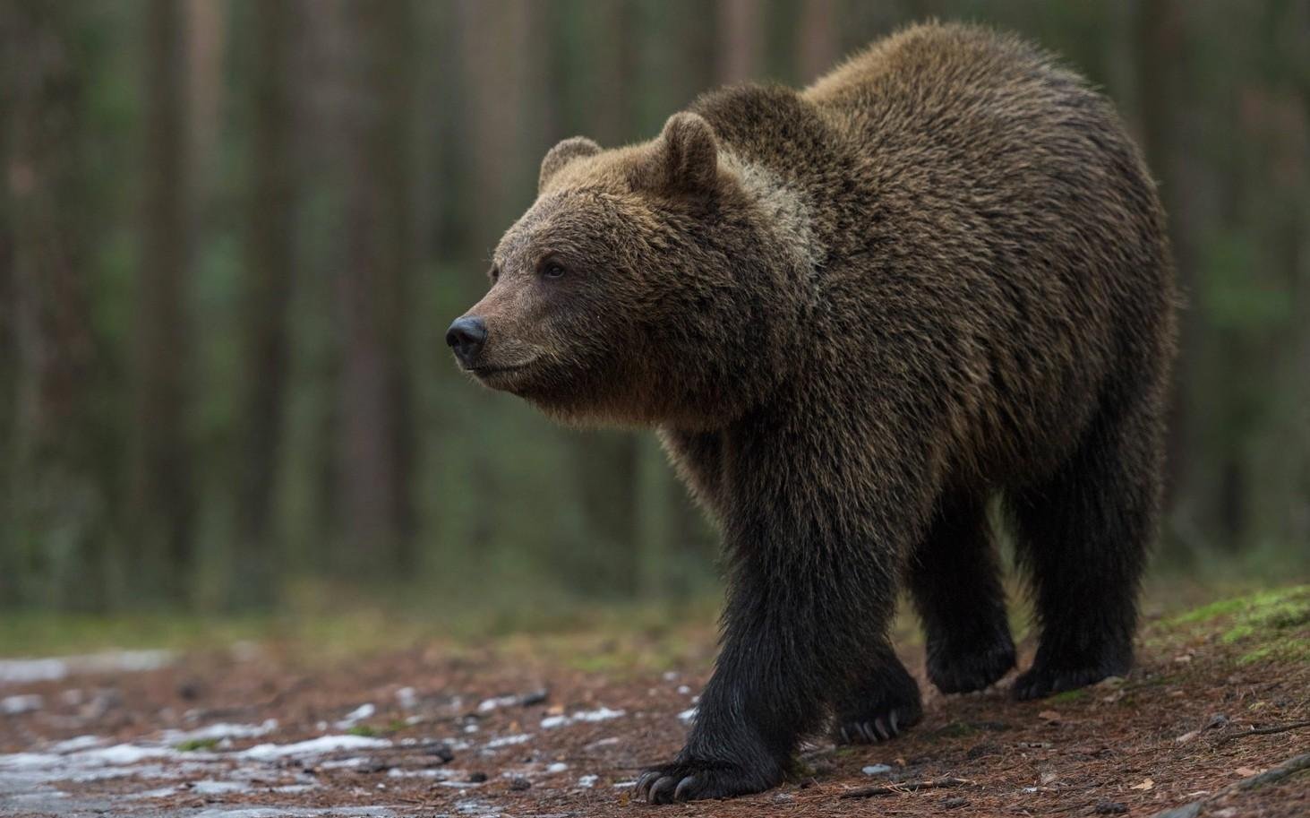 Incidenti se kar vrstijo: pohodnika in gobarja napadel medved ...