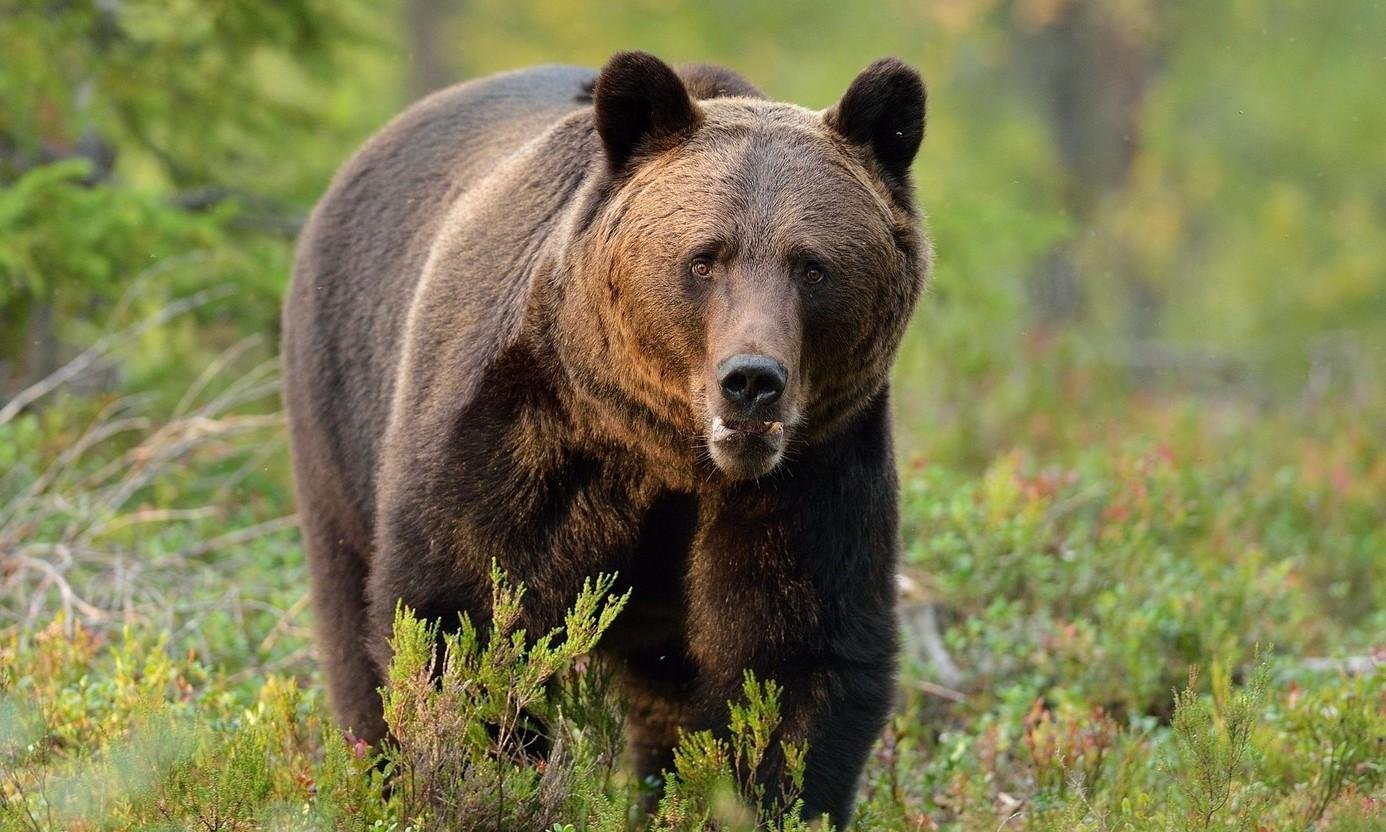 Še en incident na območju Škofljice: občan srečal medvedko z dvema ...
