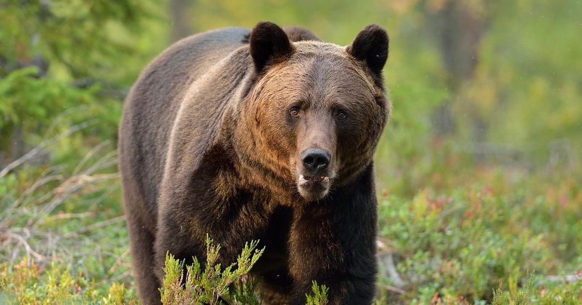 Zaradi napada medveda razglasili izredne razmere: poškodovanih pet ...