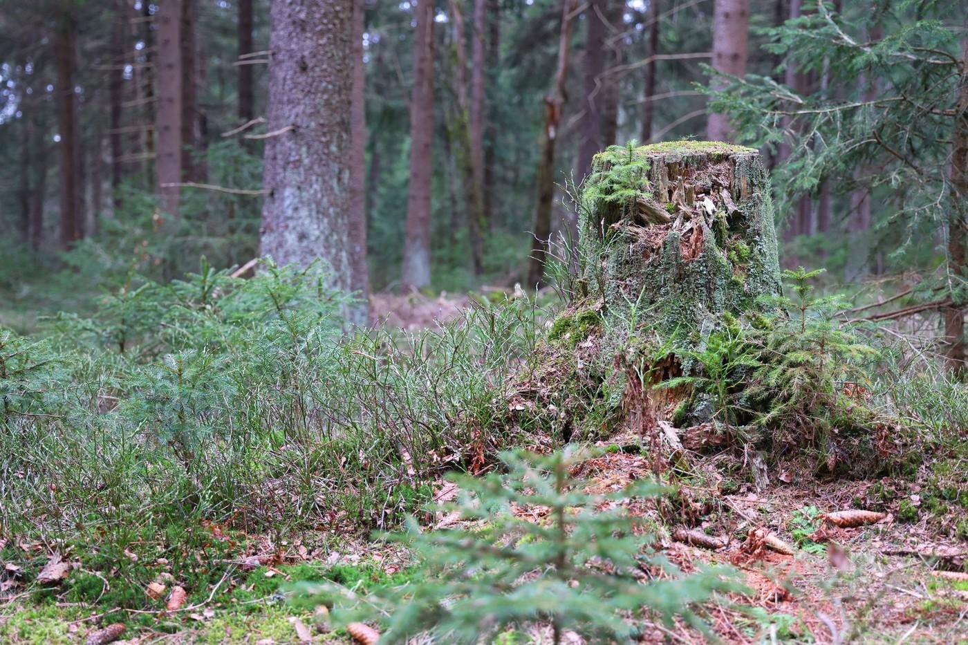 V gozdu na Tolminskem umrl moški, vzrok smrti še preiskujejo ...
