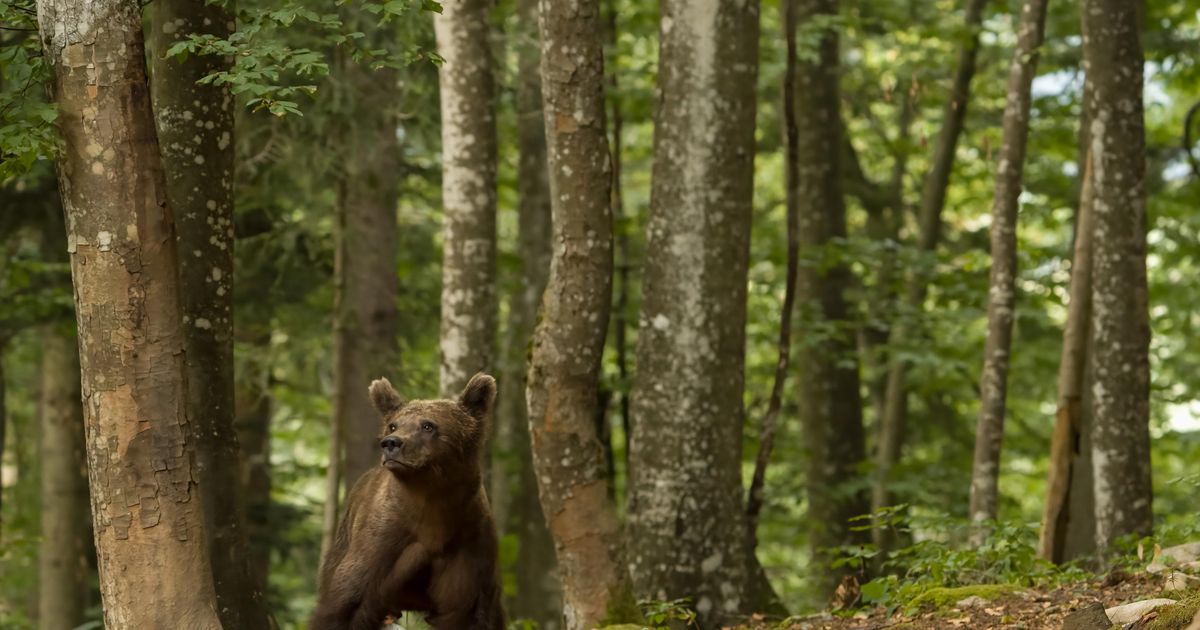 Medvedi zapuščajo svoje brloge: kako ravnati ob srečanju? - Živali ...