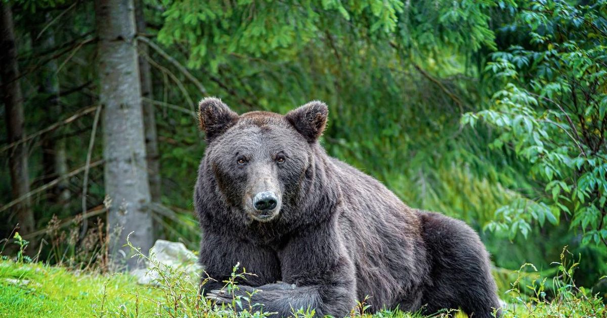 Incidenti se kar vrstijo: pohodnika in gobarja napadel medved ...