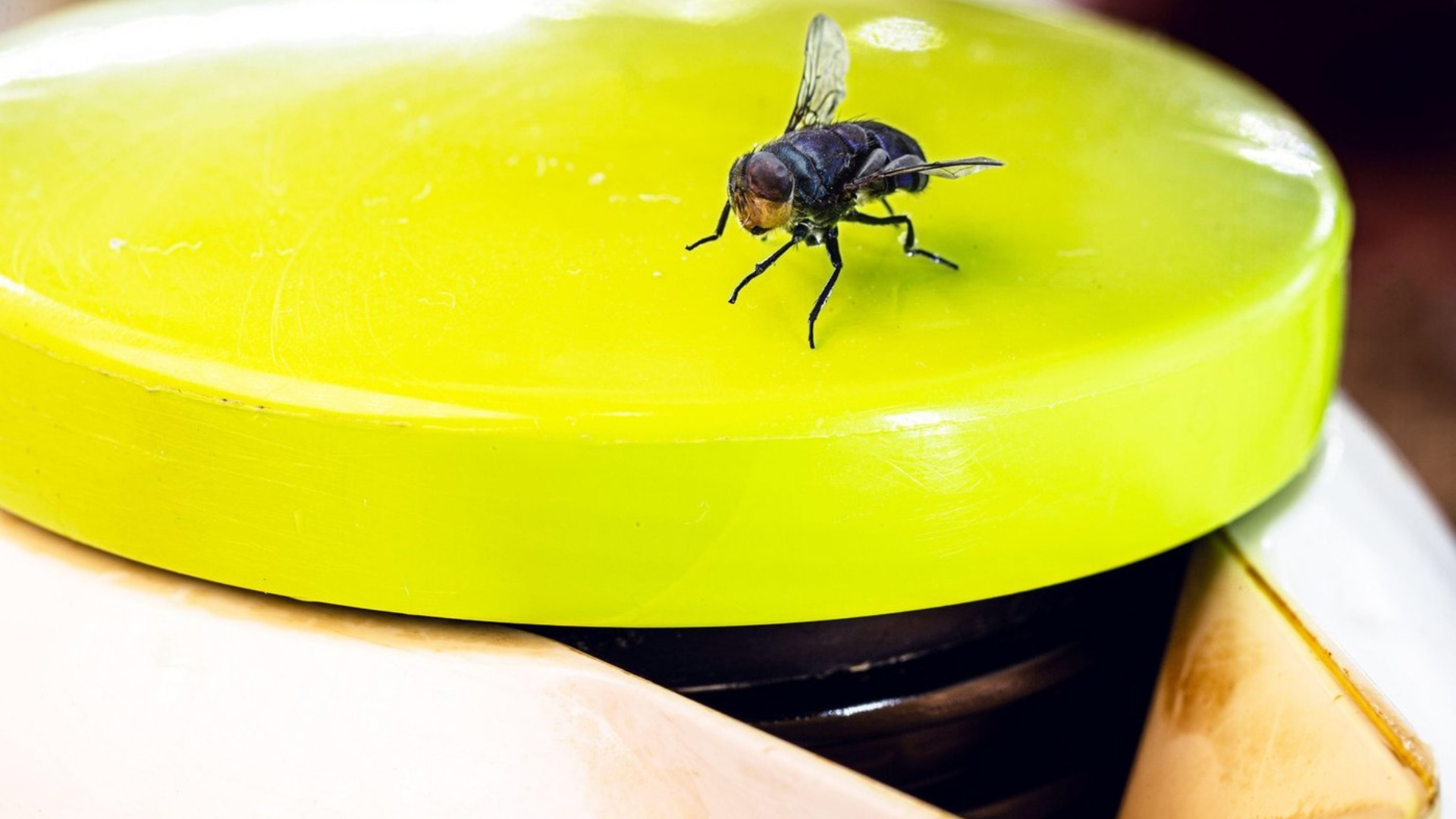 Kako se znebiti muh v stanovanju: 5 preprostih trikov za učinkovito ...