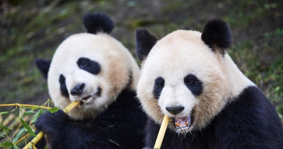Pande v ujetništvu se zelo slabo razmnožujejo in znanstveniki so morda ...