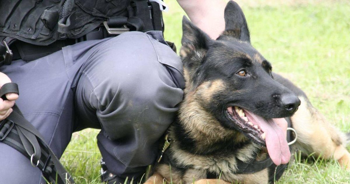 Policija kupuje štiri pse za operativno delo – kdo je primeren? - Metropolitan.si