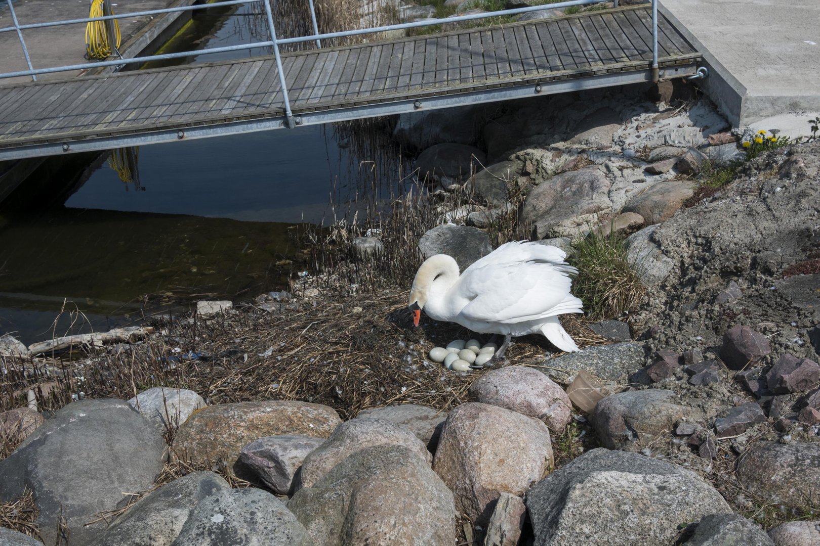 Družba, ki se je lahko sramujemo: v Mariboru nekdo usodno poškodoval ...