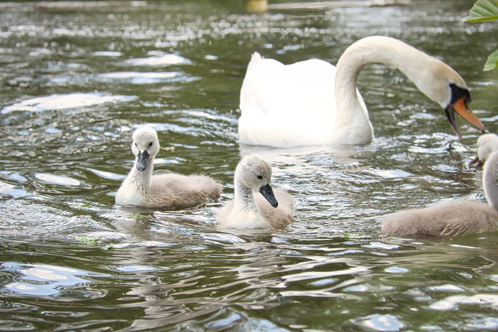 Zaskrbljenost se širi: tudi na Ljubljanskem barju potrdili več primerov ...