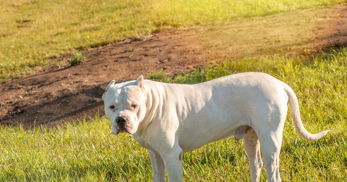 Indijska vlada prepovedala kar 23 nevarnih pasem psov - Živali ...