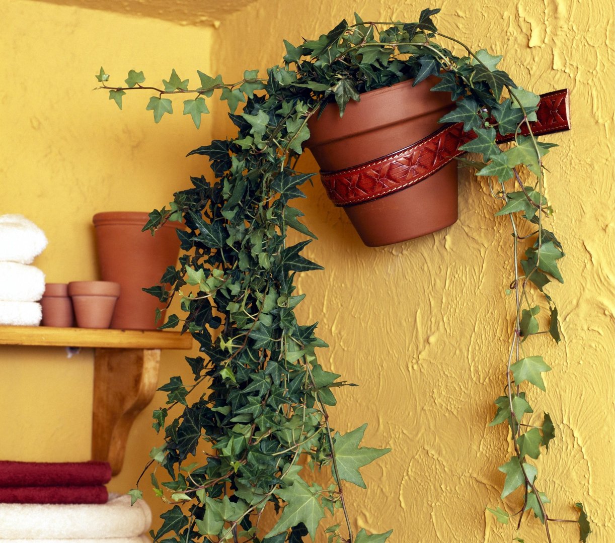 Proti vlagi in plesni v domu se lahko borite s pomočjo rastlin: najbolj ...