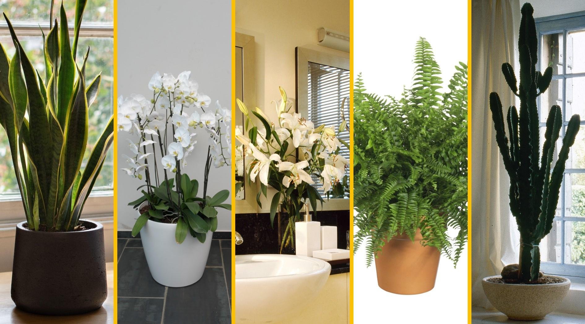 Proti vlagi in plesni v domu se lahko borite s pomočjo rastlin: najbolj ...