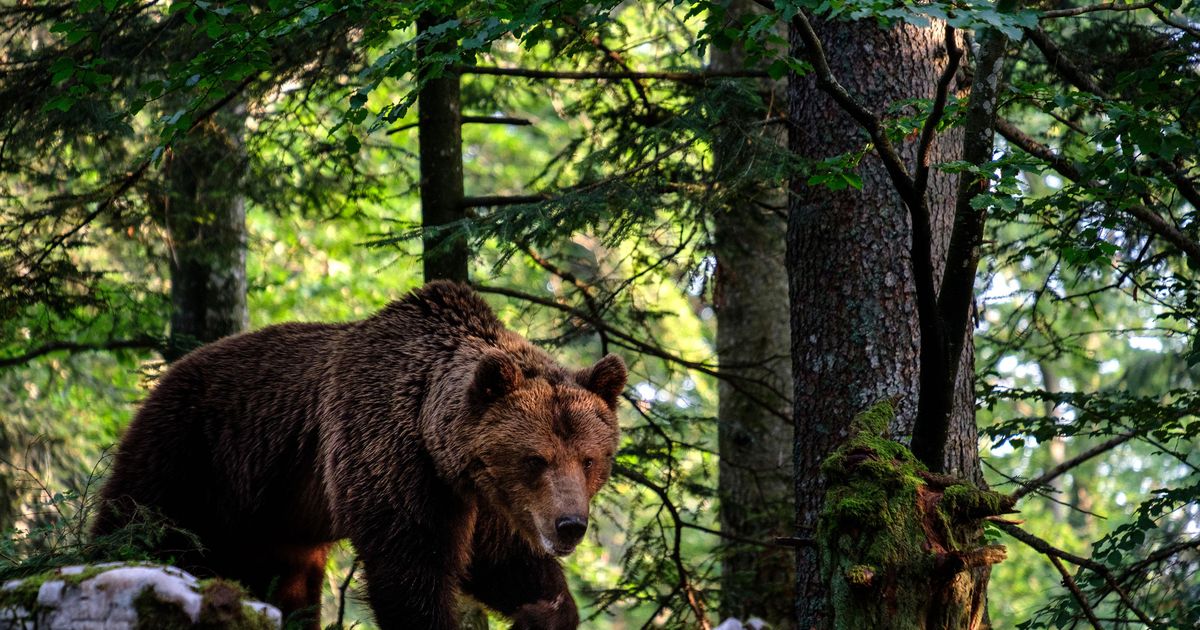 Ministrstvo pod drobnogledom: je odstrel medvedov res rešitev? - Živali ...