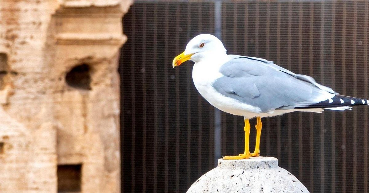 Kako je s pticami v naši prestolnici? (Presenečeni boste) - Metropolitan.si