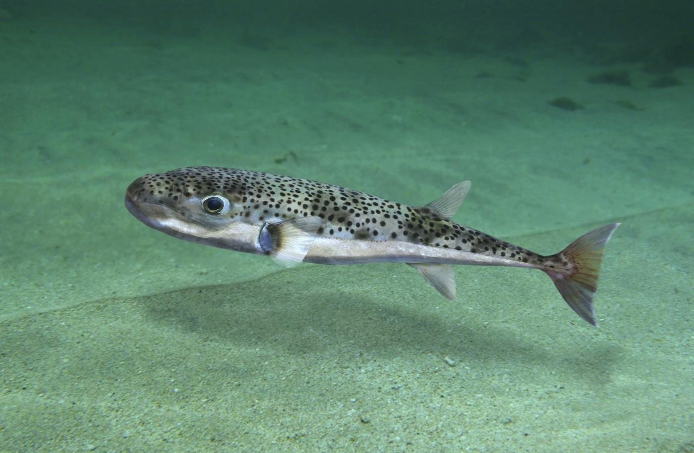 V bližini Rovinja opazili najbolj strupene ribe na svetu - eno od njih ...