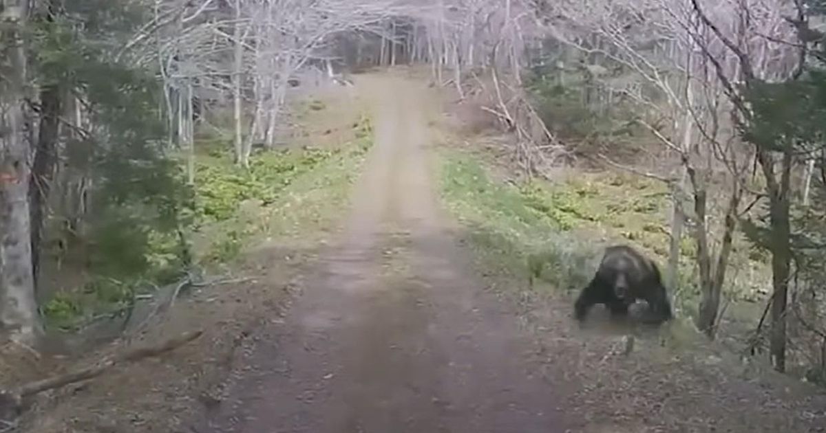 Mirna vožnja po gozdu se je sprevrgla v grozljivko, ko je pridivjala mama medvedka (poglejte ...