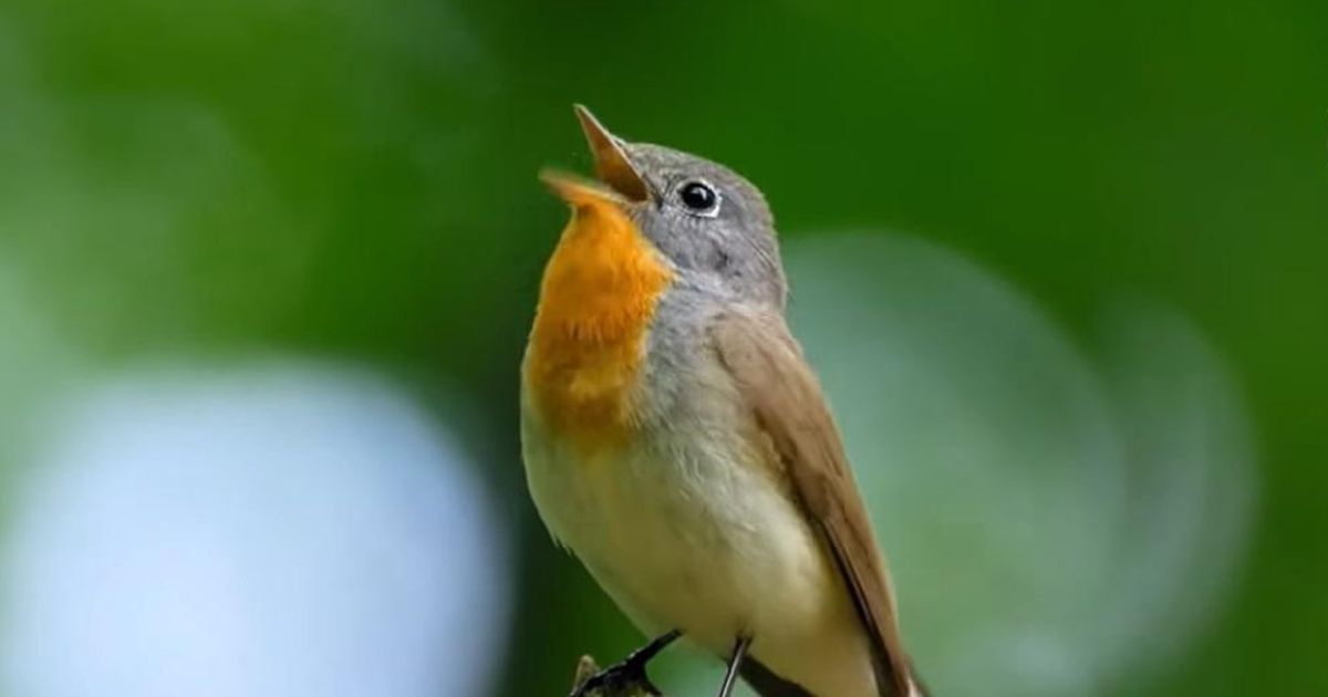 Če to ni najbolj posrečen posnetek ptic (ki nam sporočajo: pustimo ...