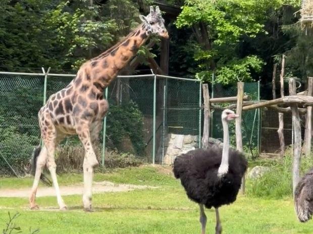 Vas je kdaj zanimalo, kako pije žirafa? (Poglejte posnetek iz ZOO ...