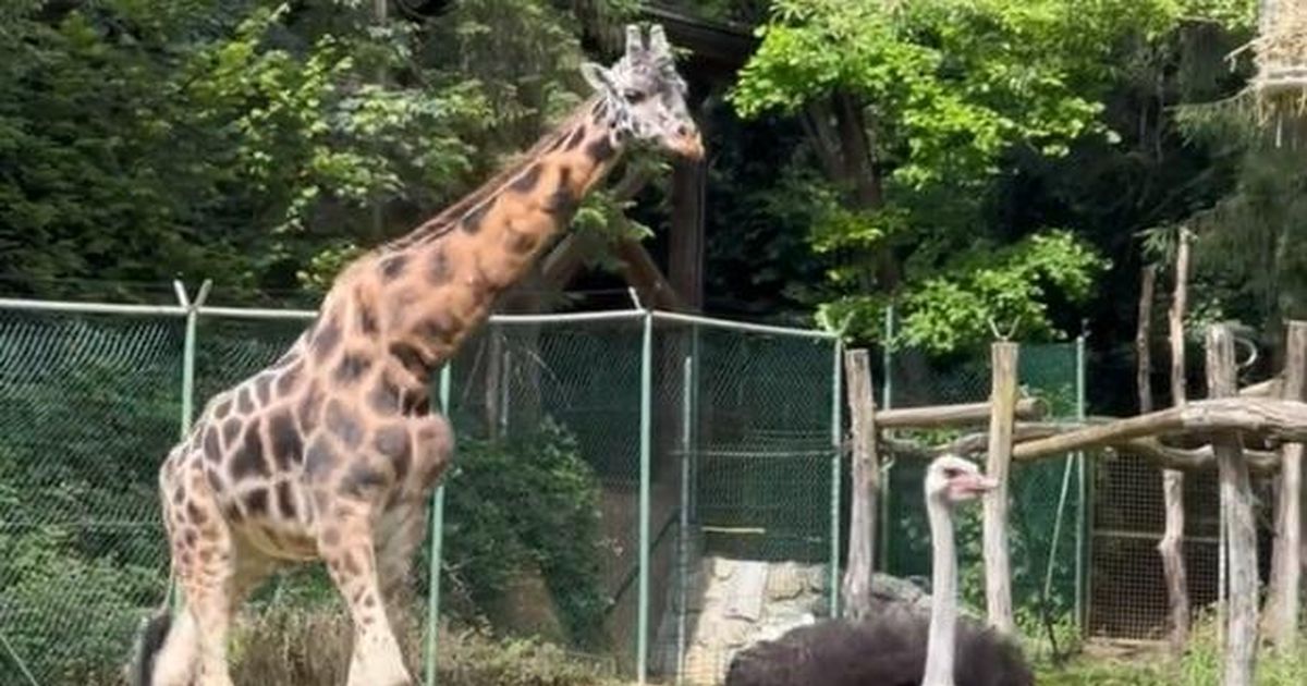Vas je kdaj zanimalo, kako pije žirafa? (Poglejte posnetek iz ZOO ...