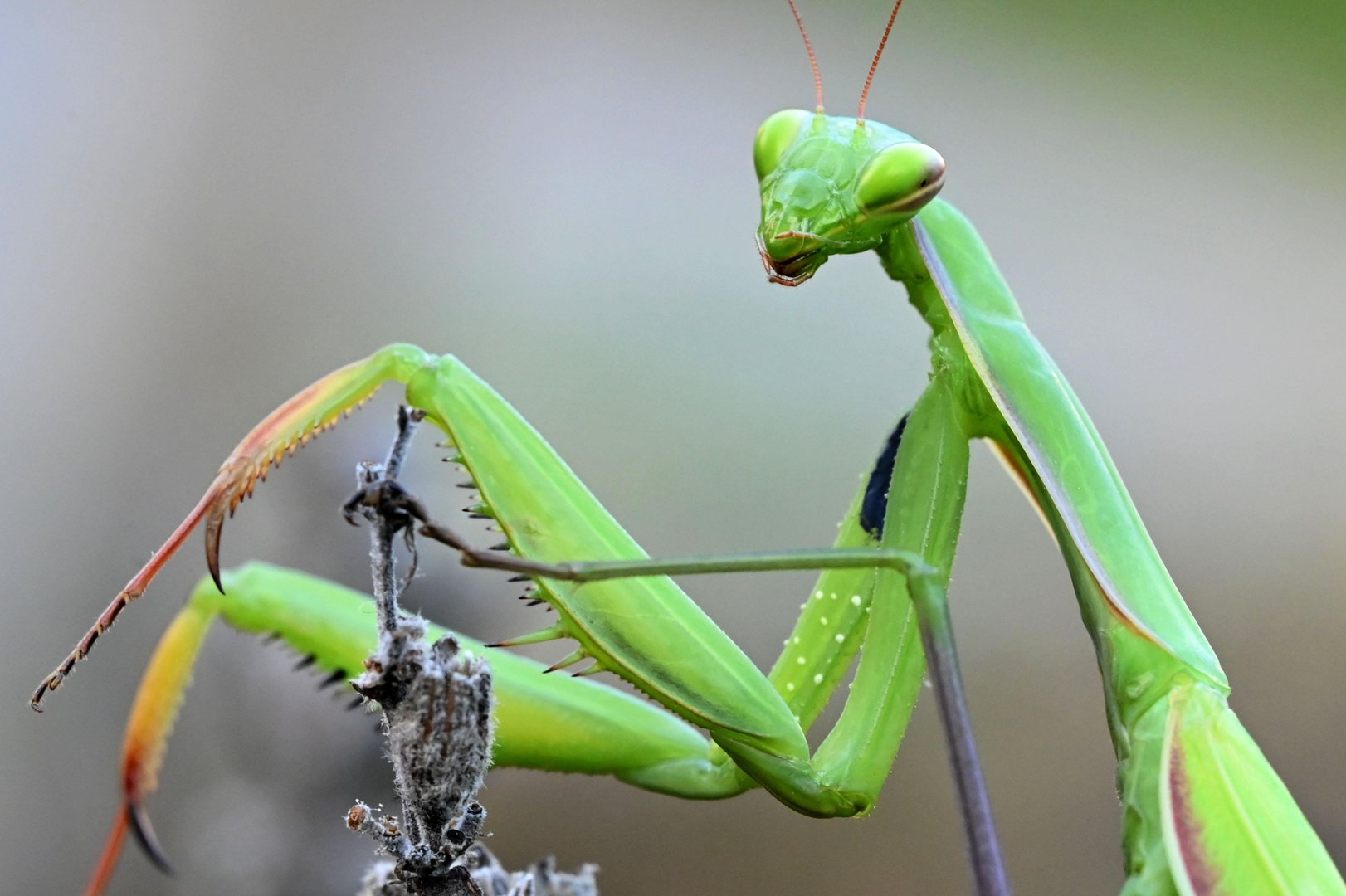 Glasnik sreče: če se ta žuželka pojavi v vaši hiši, bo prinesla mir ...