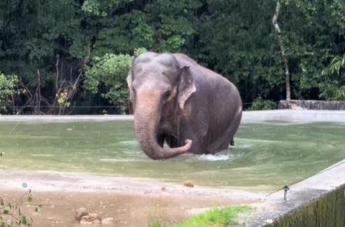 Slonica Ganga iz ZOO Ljubljana ima nov bazen – poglejte, kako ga je ...