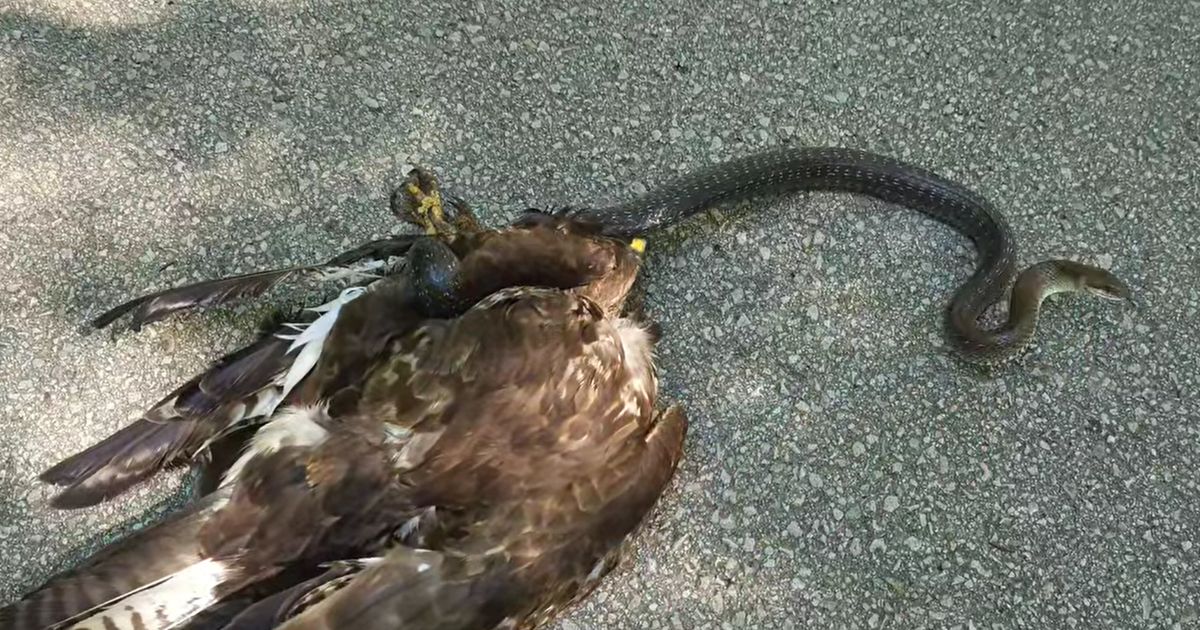 VIDEO: Osupljiv posnetek boja na življenje in smrt med kanjo in ...