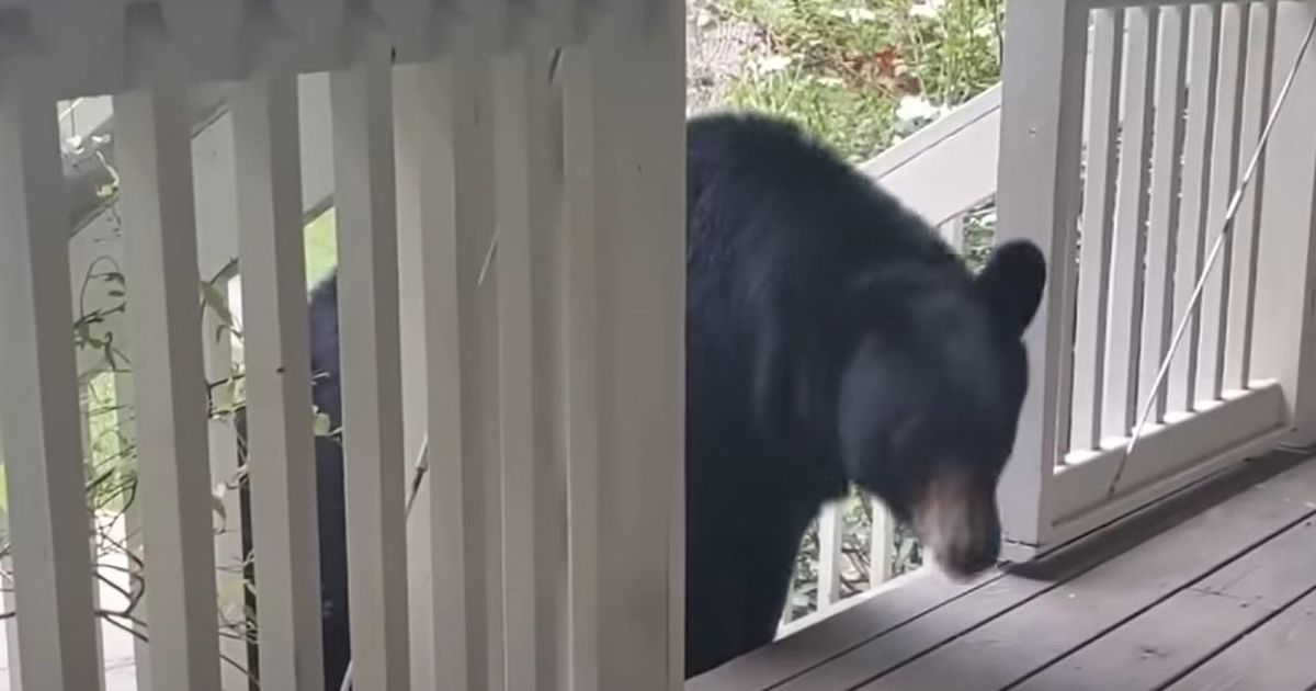 Moški reši medvedko, tri leta pozneje se zgodi nekaj neverjetnega ...