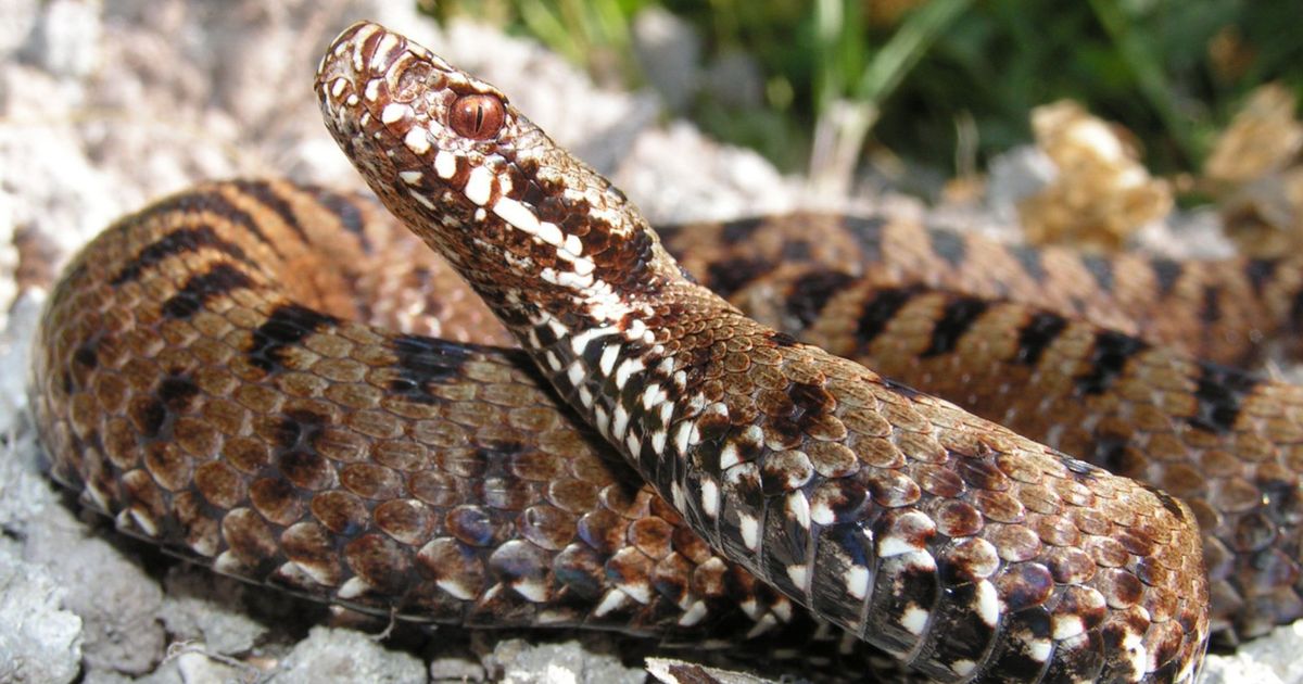 Na območju priljubljenega hrvaškega turističnega mesta sedemletnega ...