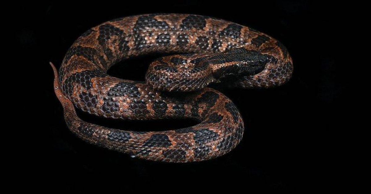 Strah in trepet pred novo vrsto kače, ki so jo odkrili na Kitajskem ...