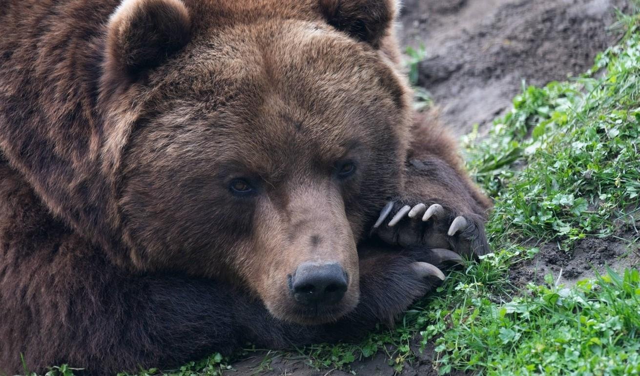 Nov napad medveda na tekača: žival, ki je poškodovala 43-letnega ...