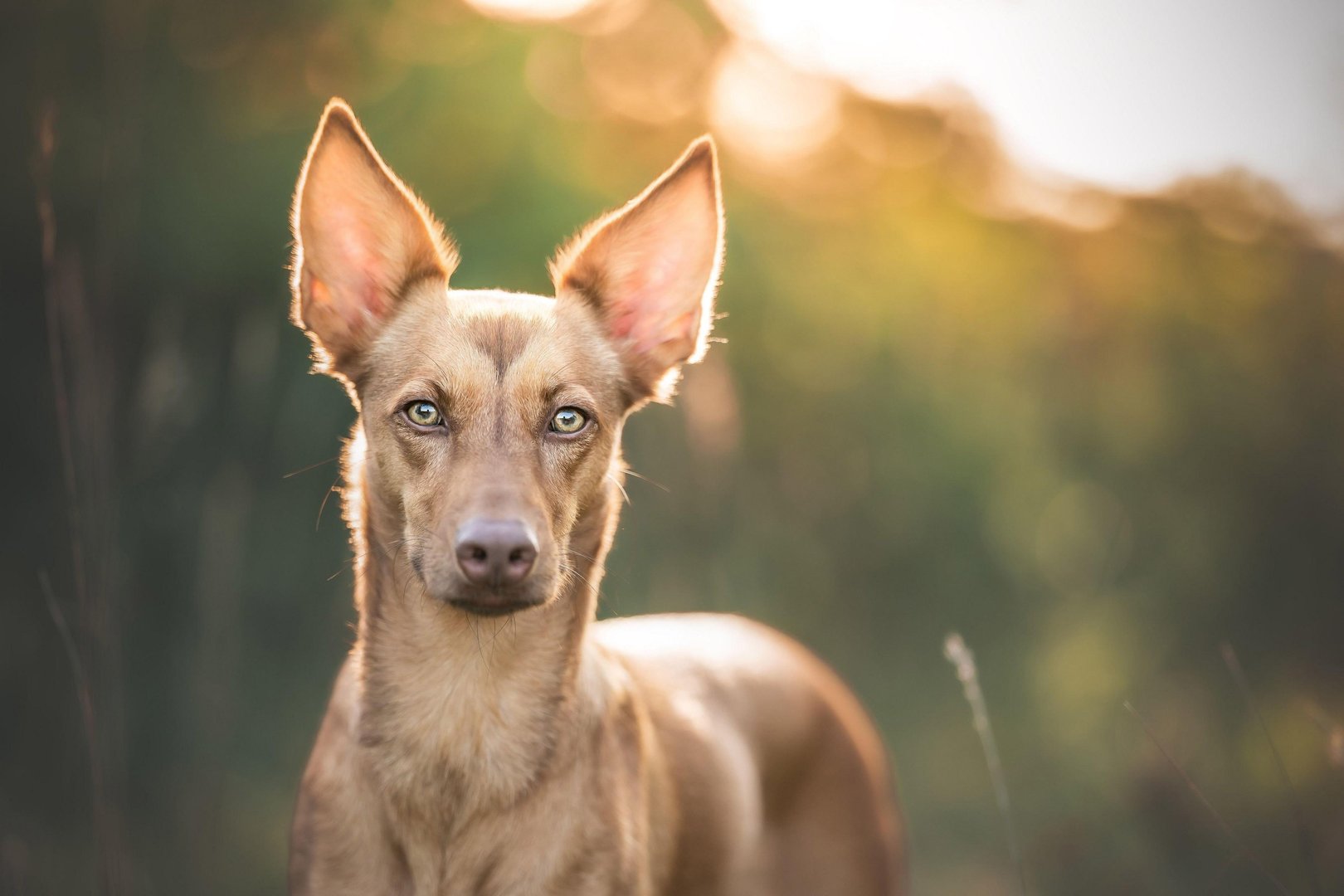 6 pasem psov, ki dobro prenašajo vročino - Živali - Metropolitan.si