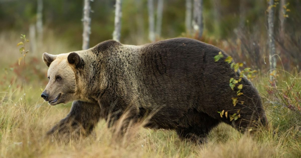 Nov napad medveda na tekača: žival, ki je poškodovala 43-letnega ...