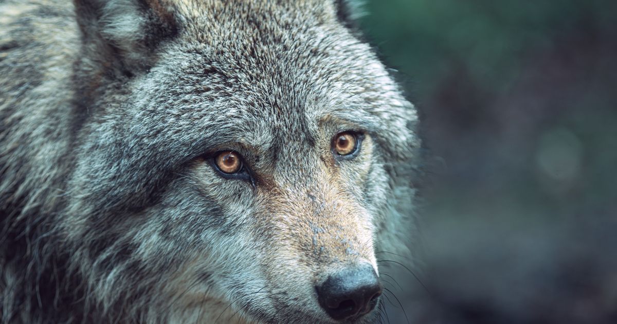 Grozljivka v narodnem parku: deklico na sprehodu z vrtcem ugriznil volk ...