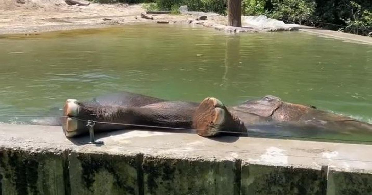 Slonica Ganga iz ZOO Ljubljana jasno pokazala, kaj si misli o svojem ...