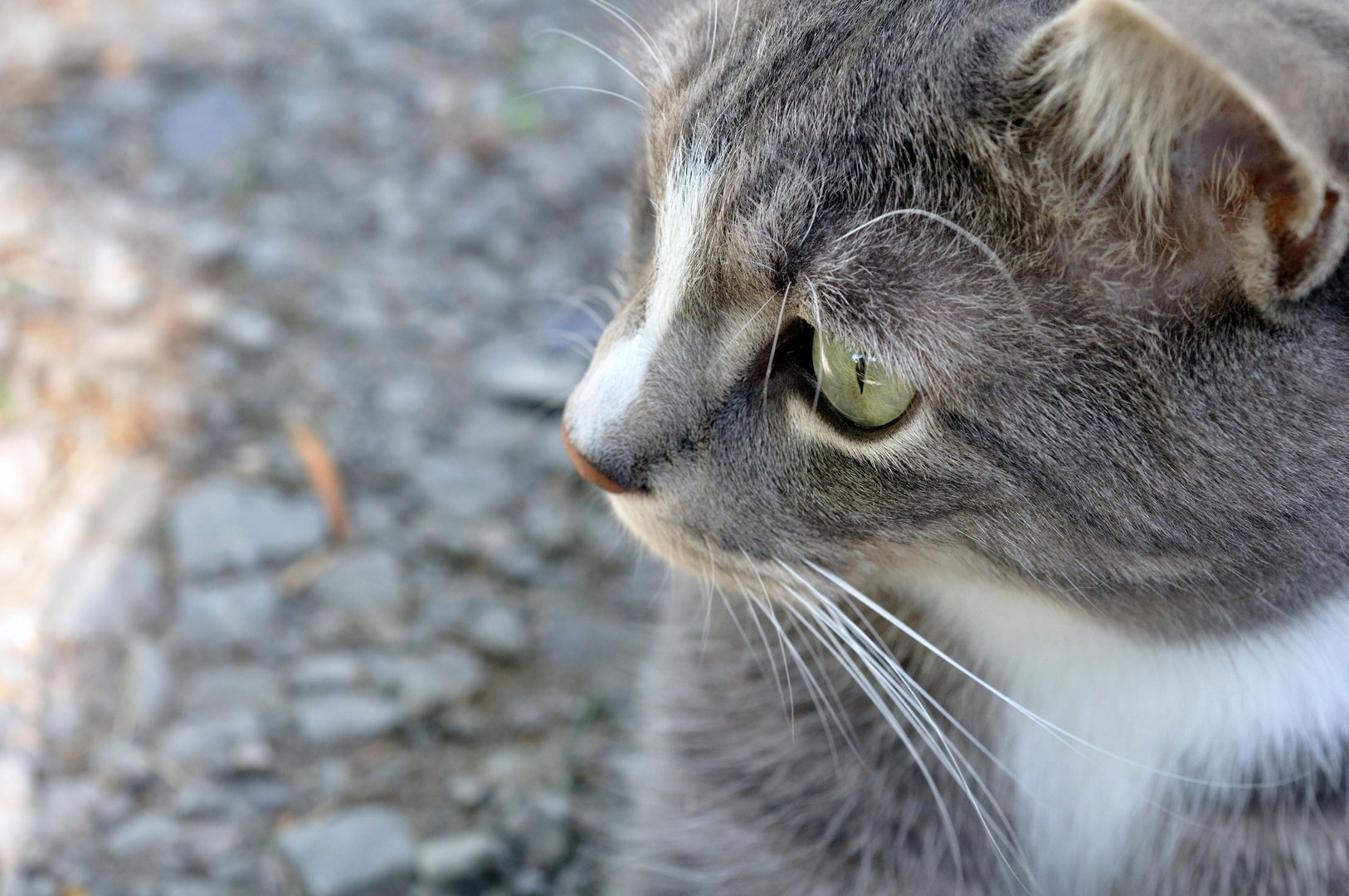 Ali veste, kakšna je funkcija mačjih brkov? - Živali - Metropolitan.si