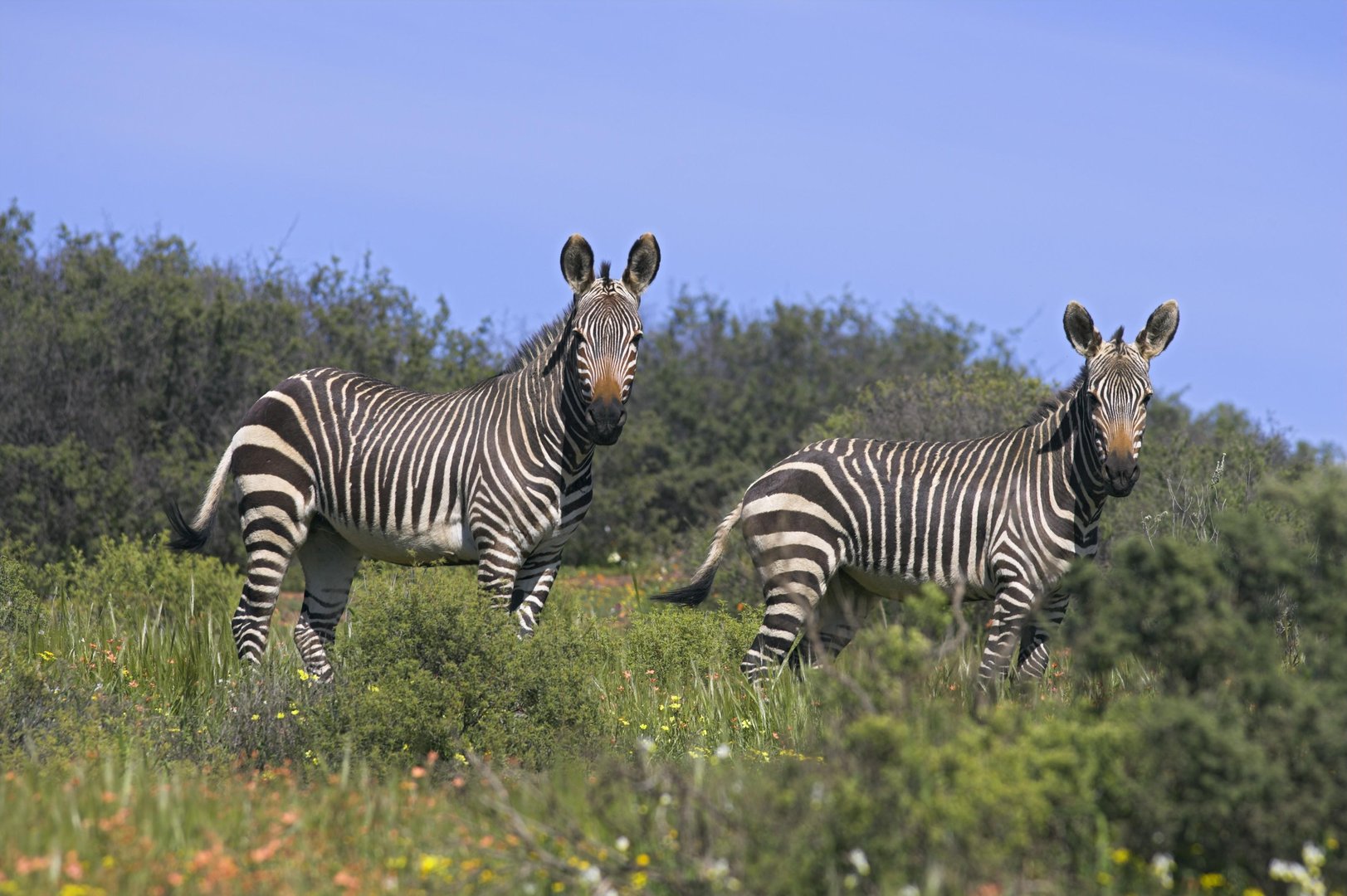 Zebre nimajo črt samo za okras: veste, kako pomembno funkcijo imajo ...