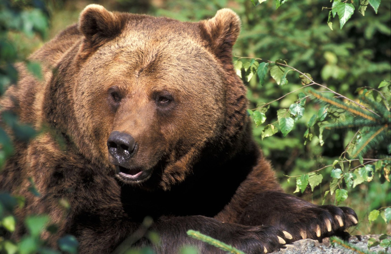 Strašljivo pričevanje moškega, ki ga je nedavno napadel medved: "Podrl ...