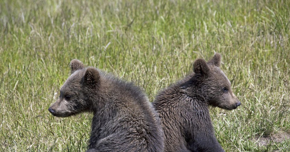 Na Švedskem se začenja sezona lova na medvede, zagovorniki živali nad ...